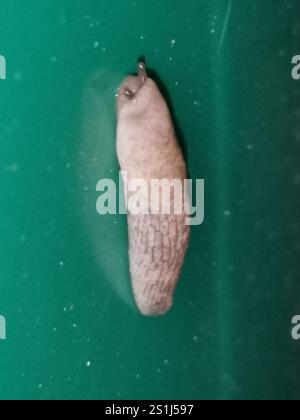 Milky Slug (Deroceras reticulatum Stock Photo - Alamy