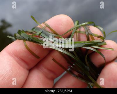 Japanese Eelgrass (Zostera japonica Stock Photo - Alamy
