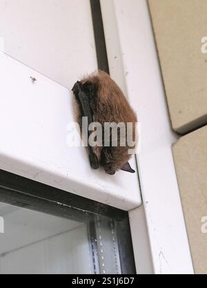 Siberian Bat (Myotis sibiricus Stock Photo - Alamy