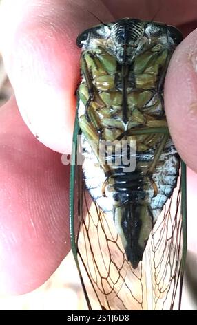 Linne's Cicada (Neotibicen linnei Stock Photo - Alamy