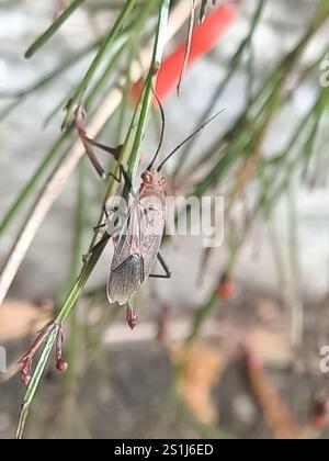 Old World Soapberry Bugs (Leptocoris Stock Photo - Alamy