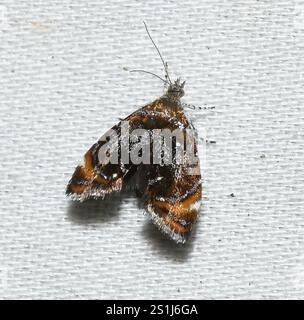 Skullcap Skeletonizer Moth (Prochoreutis inflatella Stock Photo - Alamy