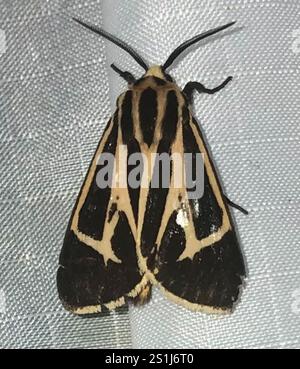 Harnessed Tiger Moth (Apantesis phalerata Stock Photo - Alamy