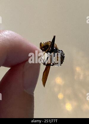 (Polistes major major Stock Photo - Alamy