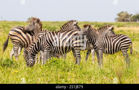 The zebras (Hippotigris) are the sine qua non of the African savanna ...