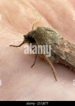 Brindled Ochre (Dasypolia templi Stock Photo - Alamy