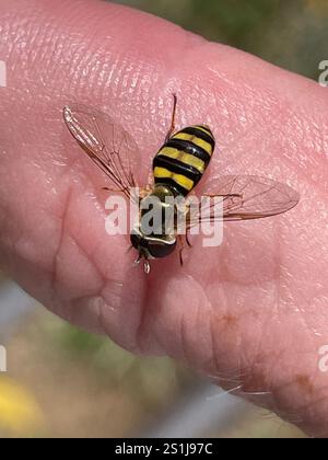 Long-tailed Aphideater Complex (Eupeodes americanus), Insecta, E Fourth ...