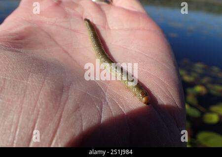 Rice Worm Moth (Apamea apamiformis Stock Photo - Alamy