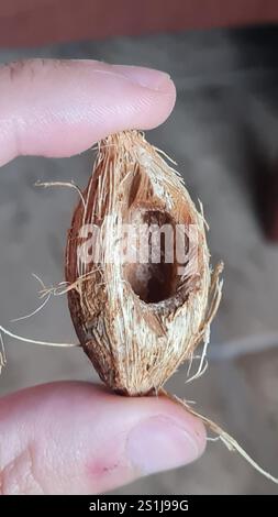 Brazilian Squirrel (Sciurus brasiliensis Stock Photo - Alamy