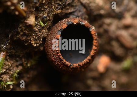 corona cup (Plectania melastoma Stock Photo - Alamy