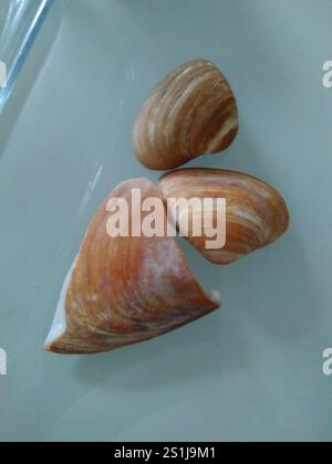 cut trough shell (Spisula subtruncata) from the Dutch North Sea coast ...