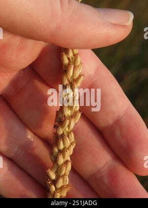 common arrowgrass (Triglochin maritima Stock Photo - Alamy