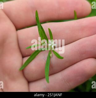 green carpetweed (Mollugo verticillata Stock Photo - Alamy