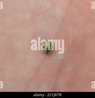 sand croton (Croton glandulosus septentrionalis Stock Photo - Alamy