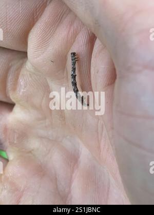 Chain-dotted Geometer (Cingilia catenaria Stock Photo - Alamy