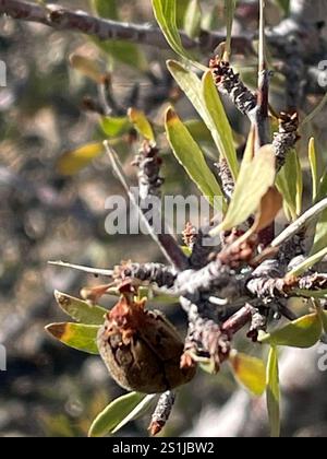 Desert Peach (Prunus andersonii Stock Photo - Alamy