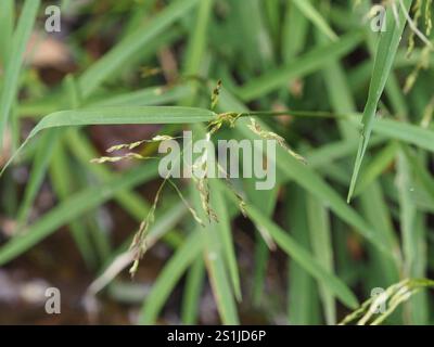 rice cutgrass (Leersia oryzoides Stock Photo - Alamy