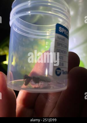 Mantis lacewing (Ditaxis biseriata Stock Photo - Alamy