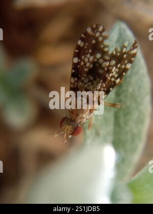Spotted Marsh Fly (Trypetoptera punctulata Stock Photo - Alamy