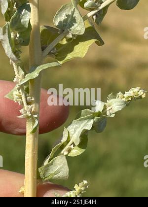 silverscale (Atriplex argentea Stock Photo - Alamy