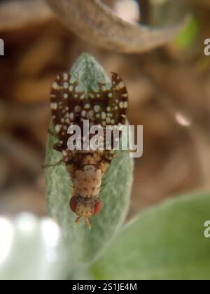 marsh fly (Trypetoptera punctulata Stock Photo - Alamy