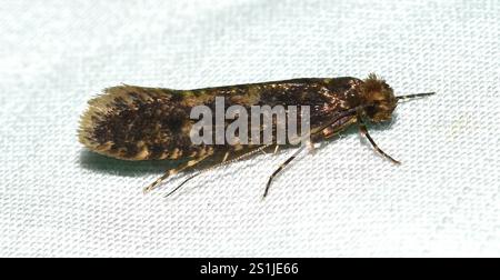 Tropical Tobacco Moth (Setomorpha rutella Stock Photo - Alamy