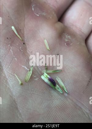 Smooth Elephant's Foot (Elephantopus nudatus Stock Photo - Alamy