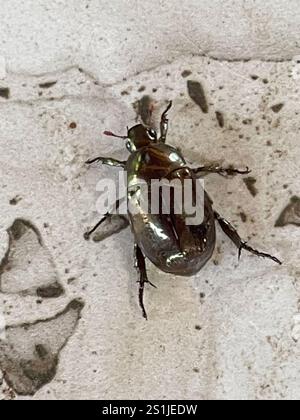 Pale and Green Leaf Chafers (Anomala Stock Photo - Alamy