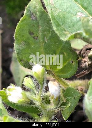 Green Nightshade - Solanum nitidibaccatum Stock Photo - Alamy