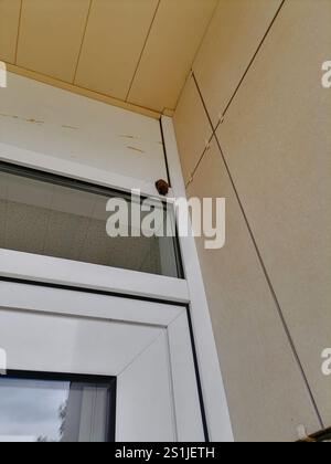 Siberian Bat (Myotis sibiricus Stock Photo - Alamy