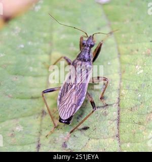 Grey Damsel Bug (Himacerus major Stock Photo - Alamy