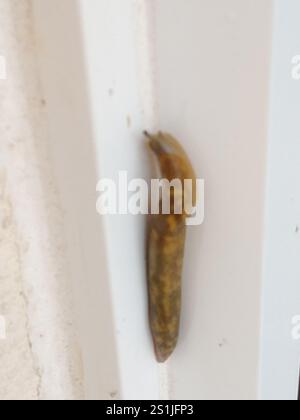 Green Cellar Slug (Limacus maculatus Stock Photo - Alamy