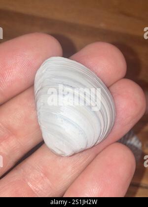 Atlantic Rangia (Rangia cuneata Stock Photo - Alamy