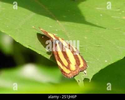 Common Lascar (Pantoporia hordonia Stock Photo - Alamy