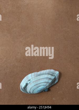 Faroe Sunset Clam (Gari fervensis) Mollusca Stock Photo - Alamy