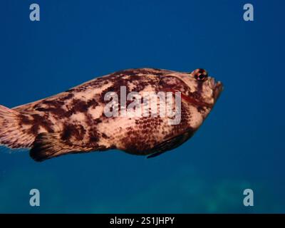 Atlantic Tripletail (Lobotes surinamensis Stock Photo - Alamy