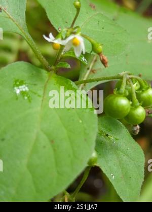 American black nightshade (Solanum americanum) Plantae Stock Photo - Alamy