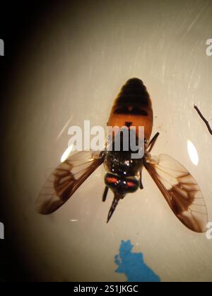 Square-spot Deer Fly (Chrysops viduatus Stock Photo - Alamy