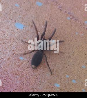 Common White-tail Spider (Lampona cylindrata Stock Photo - Alamy