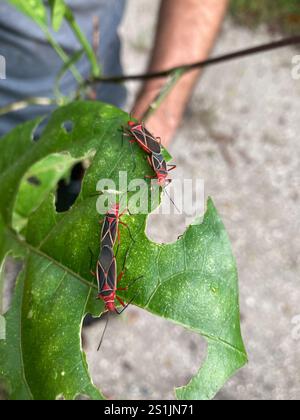 Common Cotton Stainer Bug (Dysdercus suturellus) Insecta Stock Photo ...
