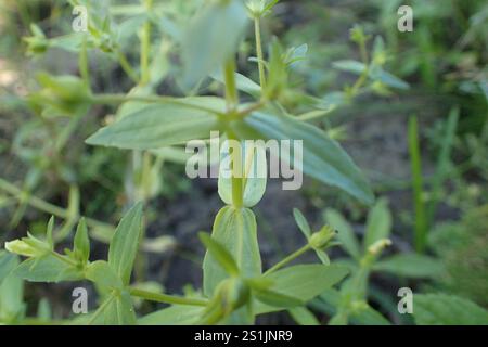 clammy hedge-hyssop (Gratiola neglecta) Plantae Stock Photo - Alamy