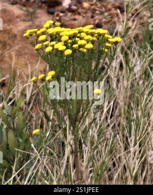 Bitterbush (Chrysocoma ciliata Stock Photo - Alamy