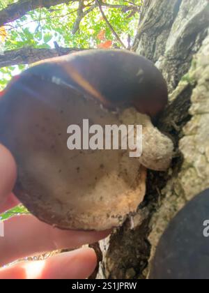 Bay Polypore (Picipes badius Stock Photo - Alamy