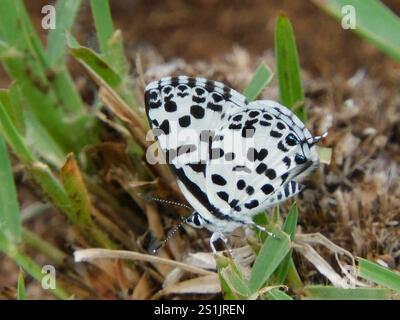 Hintza Blue (Zintha hintza hintza Stock Photo - Alamy