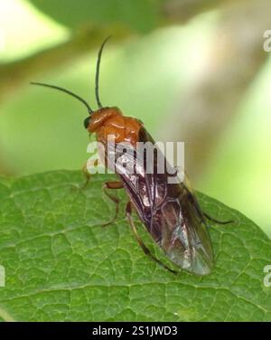 striped alder sawfly (Hemichroa crocea Stock Photo - Alamy