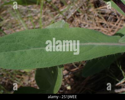 western hawkweed (Hieracium scouleri Stock Photo - Alamy
