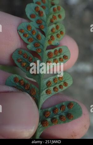 western polypody (Polypodium hesperium Stock Photo - Alamy