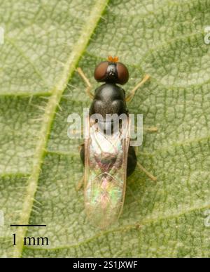Yellow-legged Black (Pachygaster leachii Stock Photo - Alamy