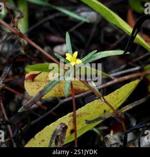 Spreading chinchweed (Pectis prostrata Stock Photo - Alamy