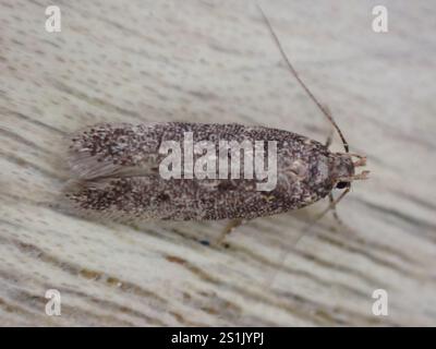 Dark Groundling (Bryotropha affinis Stock Photo - Alamy